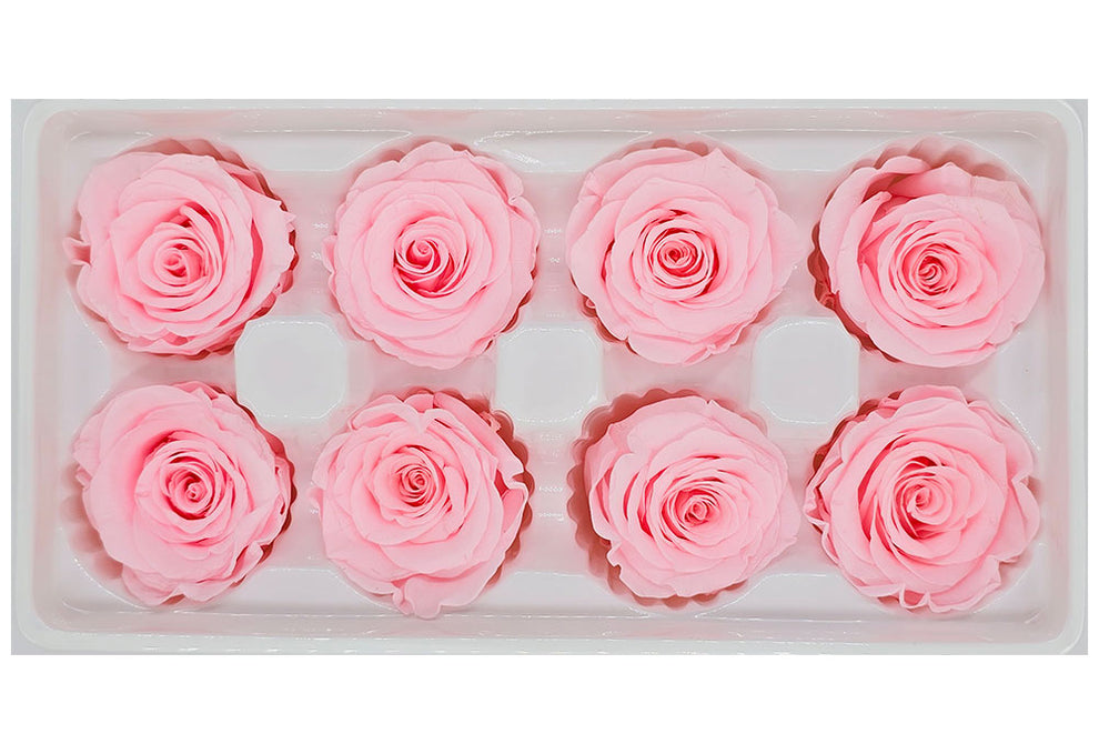 Wholesale Preserved Roses | 8 Roses In A Box - Highlighter Pink Colour ...