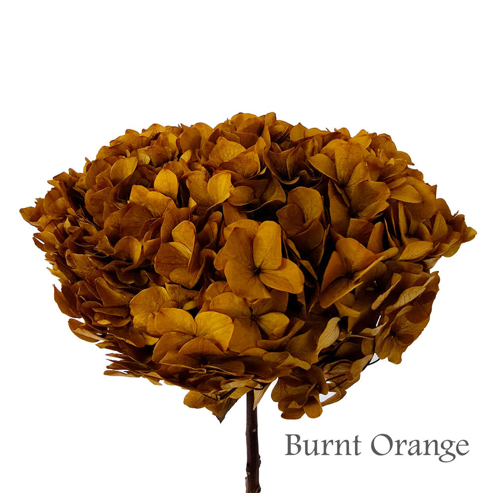 Preserved Hydrangea #PF1 - Burnt Orange – Lee Flora Wholesale