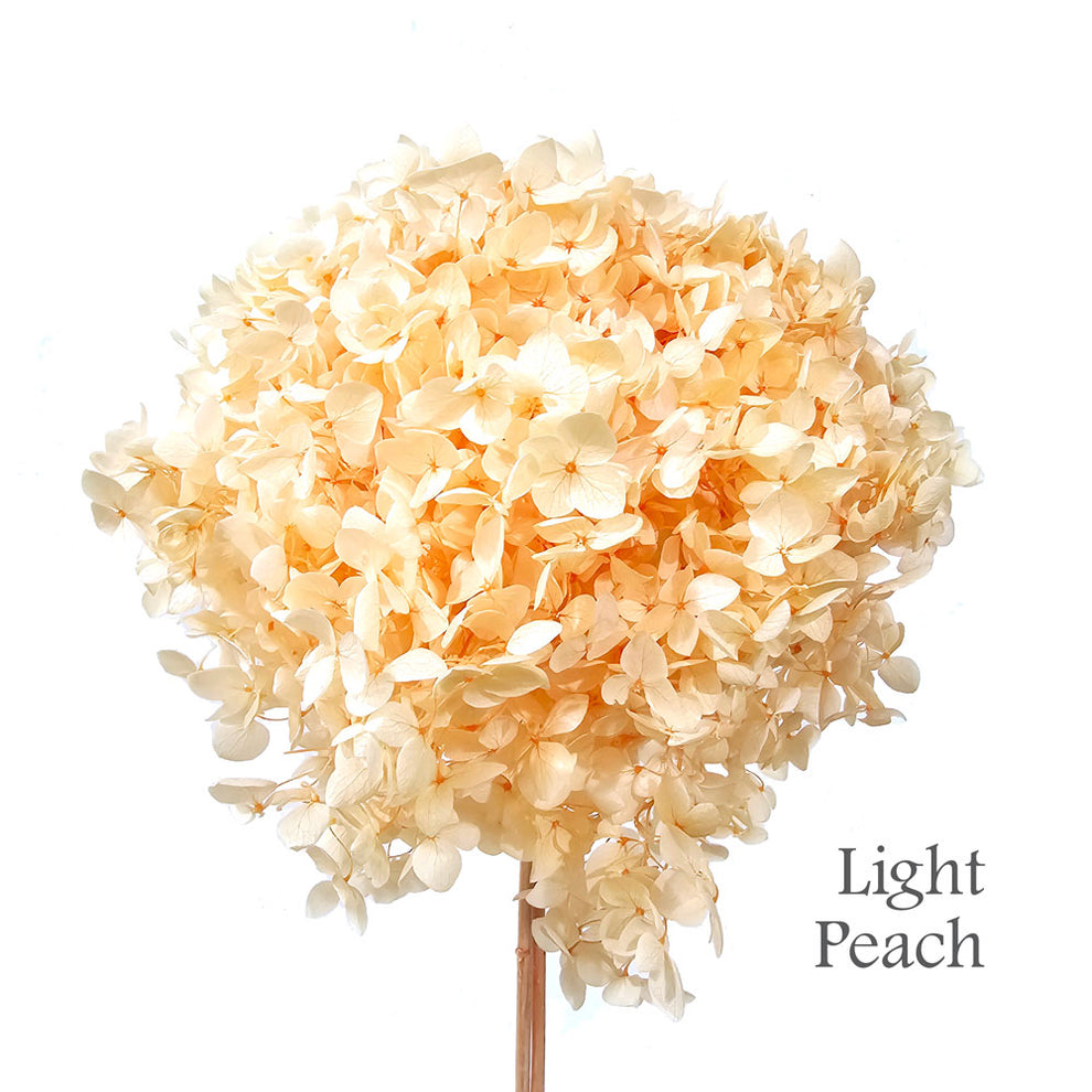 Preserved Hydrangea #PF1 - Light Peach – Lee Flora Wholesale