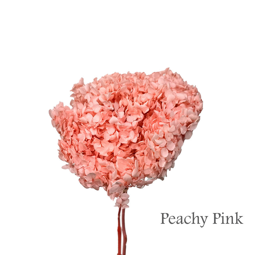 Preserved Hydrangea #PF1 - Peachy Pink – Lee Flora Wholesale