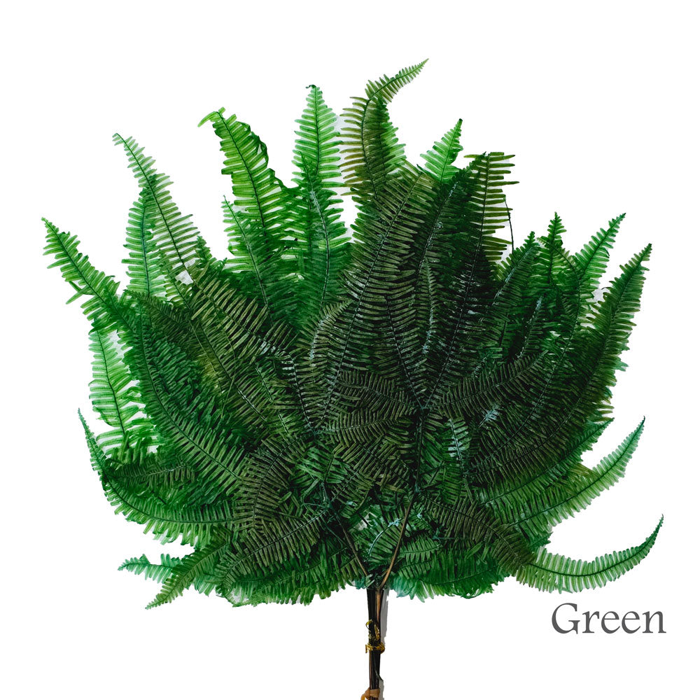 Preserved Sea Star Fern PFO2 – Lee Flora Wholesale