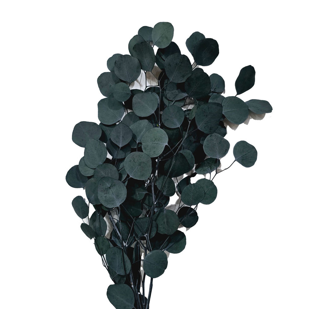 Preserved Eucalyptus Leaves #PFO14 – Lee Flora Wholesale